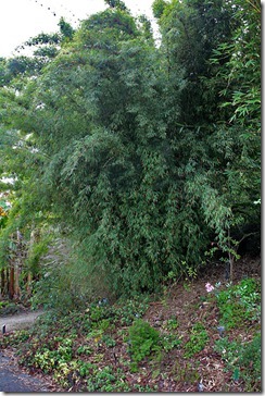Bamboos at San Francisco Botanical Garden, part 1